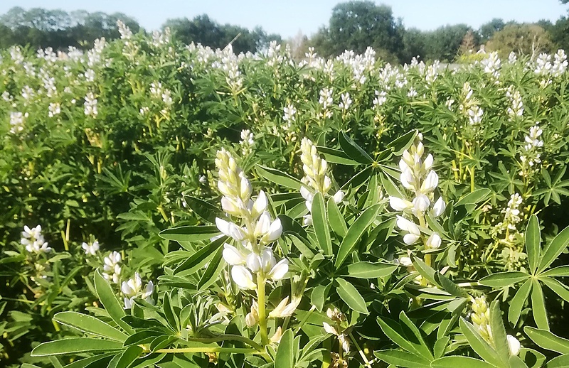 Peelproeftuinen ontwikkelen samen slimme rotatieteelten, AgriFood Capital