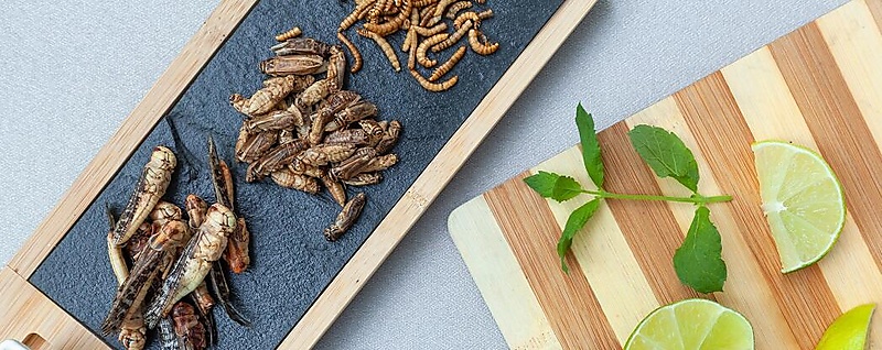 Rondetafelgesprek 'De insectenteelt in beeld', AgriFood Capital